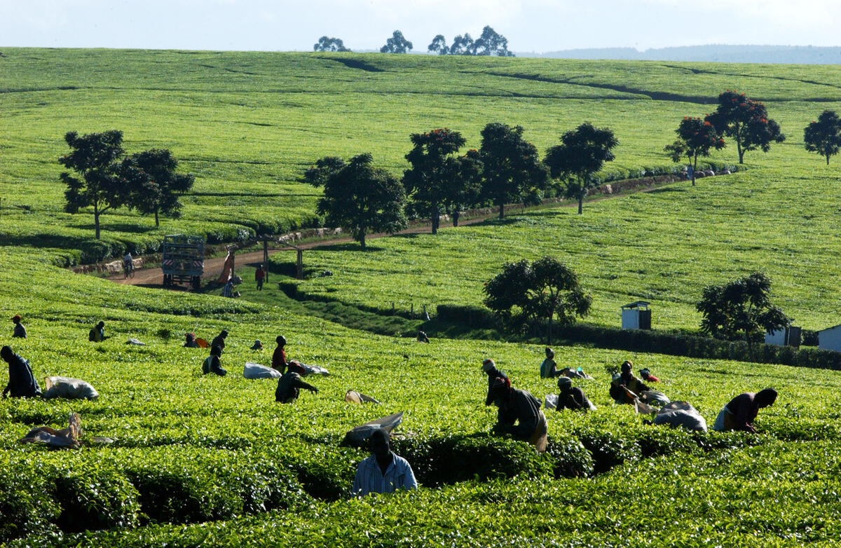 FAO ‍ ‌‍ ‍‌ ‍ ‌‍ ‍‌ Seeks KSh 4 Billion to Boost Climate-Smart Farming ...